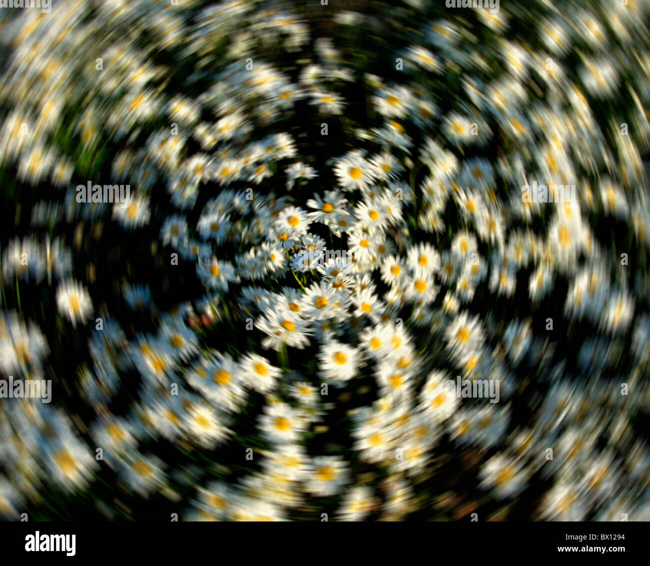 Daisies effect Fisheye flowers movement Stock Photo - Alamy