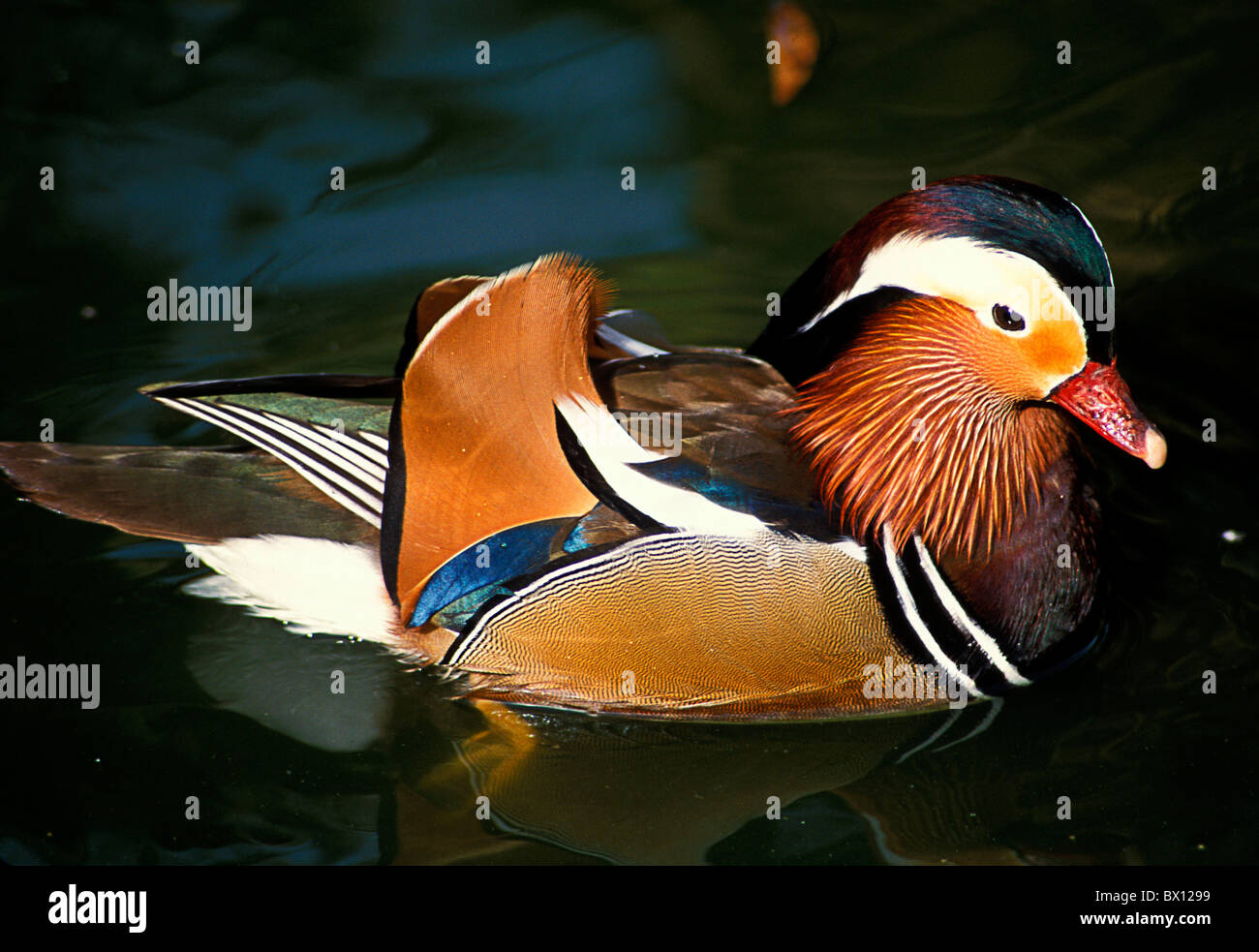 Animal bird birds duck hi-res stock photography and images - Alamy