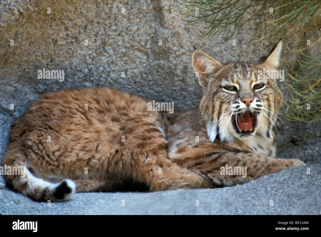 animal animals Bobcat lynx Lynx rufus recumbent lie lying red lynx ...
