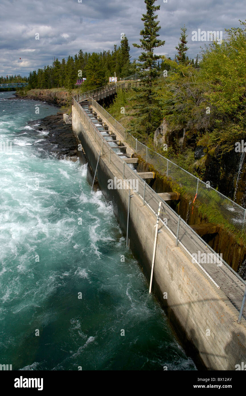 Whitehorse Rapids Fishway 366 meters wooden fish ladder fishes ...