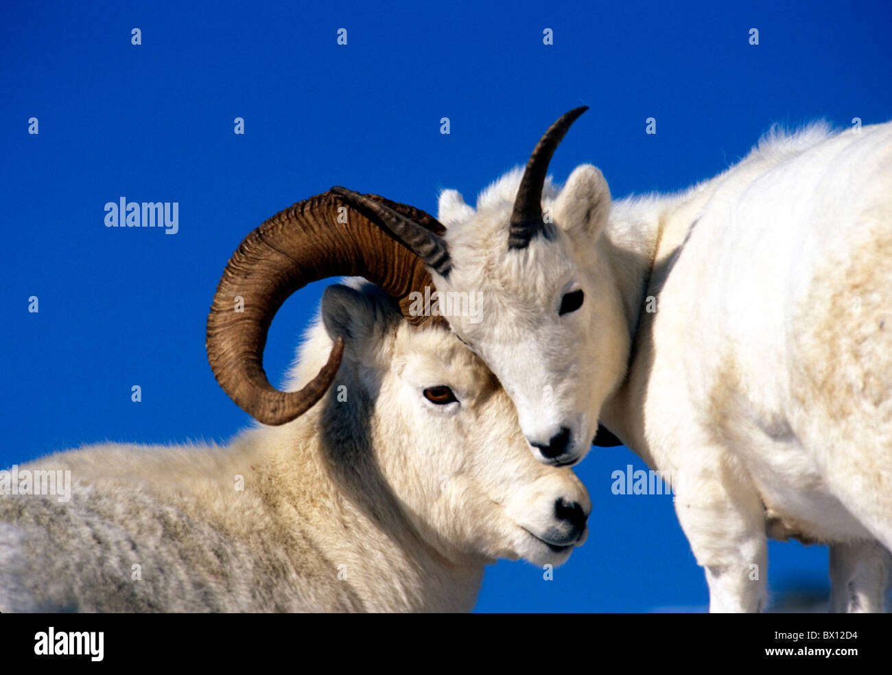 Alaska animal animals Dall sheep dam Denali national park new Ovis ...