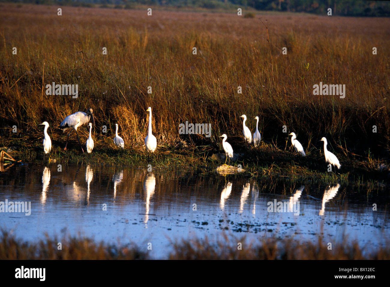 animal animals Big Cypress national Preserve bird birds Florida Herons ...