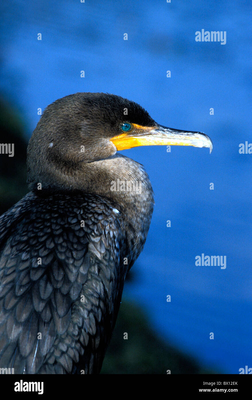 animal animals bird birds cormorant Phalacrocorax auritus profile Stock ...
