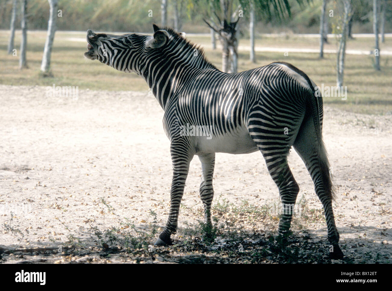 Africa animal animals Equus grevyi Grevy´s zebra Grevyzebra Stock Photo ...