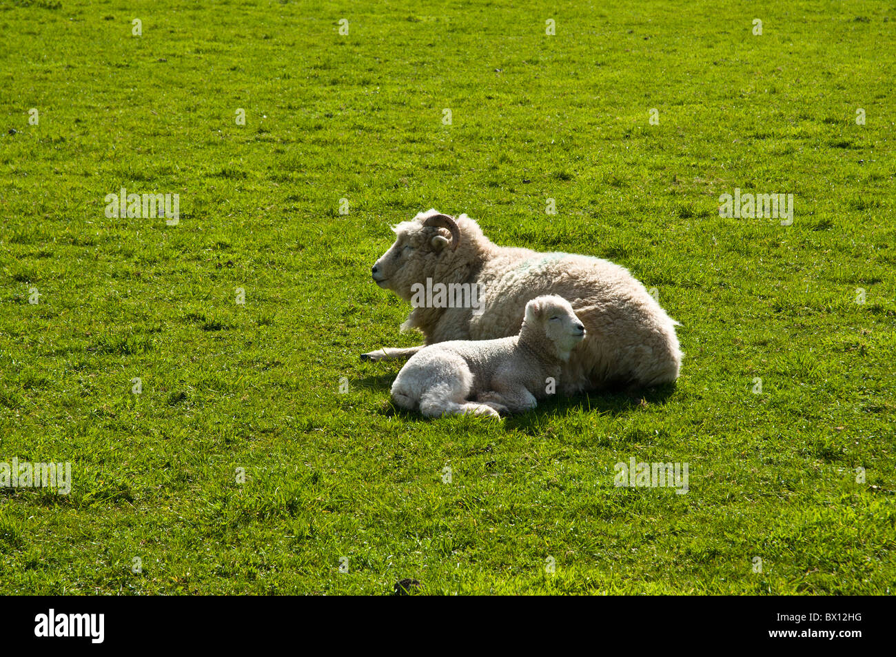 Lamb lying down hi-res stock photography and images - Alamy