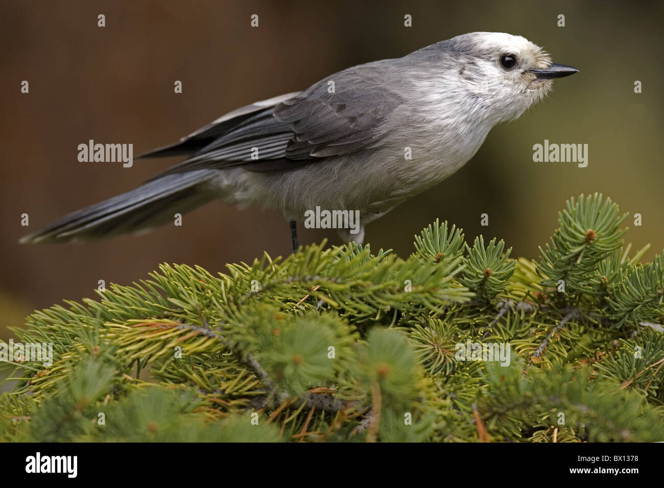 Gray jay hi-res stock photography and images - Alamy