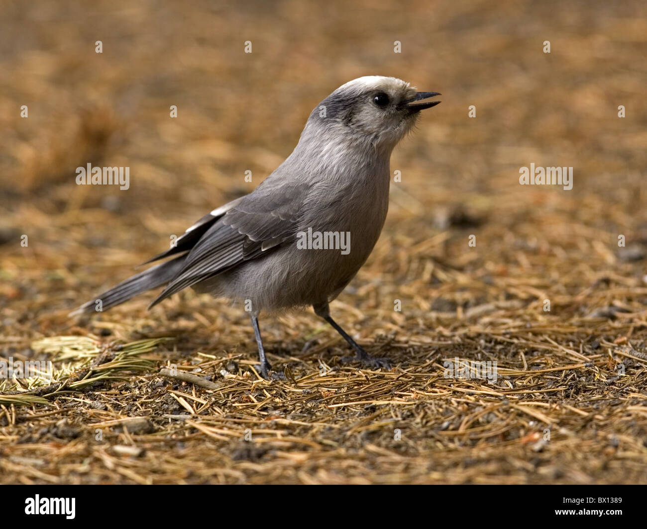 Grey, gray jay on standing ground Stock Photo - Alamy