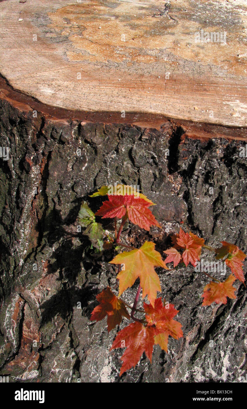 anew branches hope leaves lives symbol tree Tree stump Stock Photo - Alamy