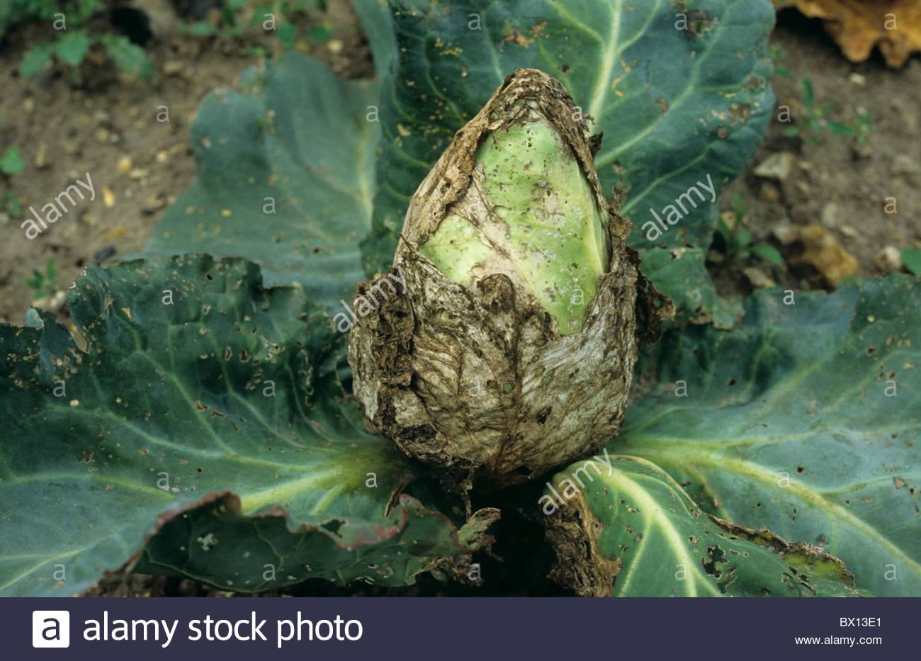 Erwinia Uredovora Bacteria