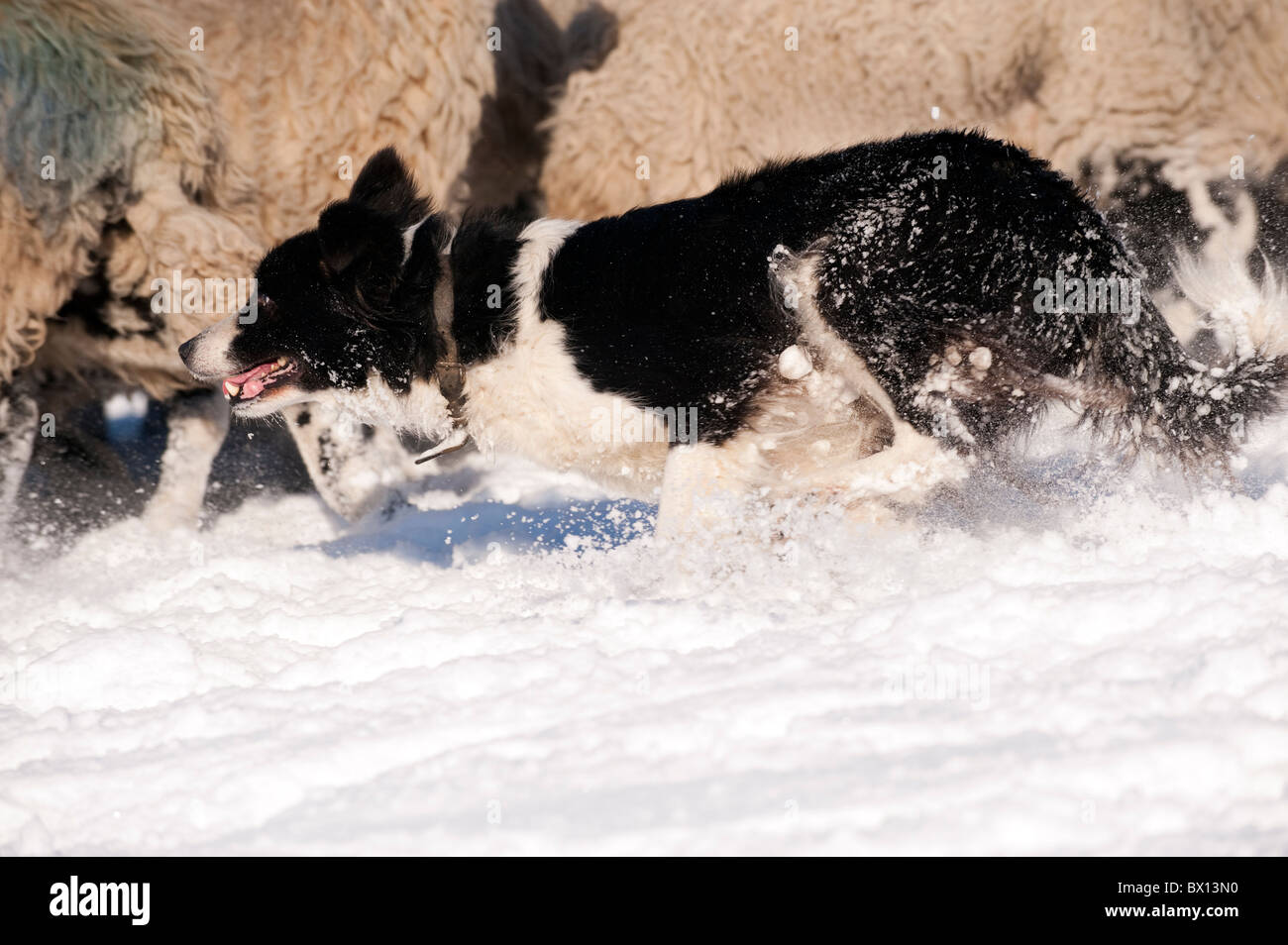 Shepherd sheep dog herding sheep hi-res stock photography and images ...