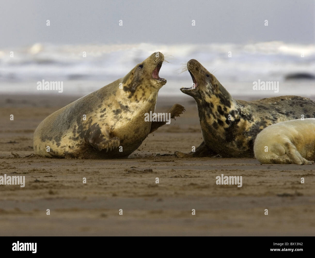 Grey seals hi-res stock photography and images - Alamy
