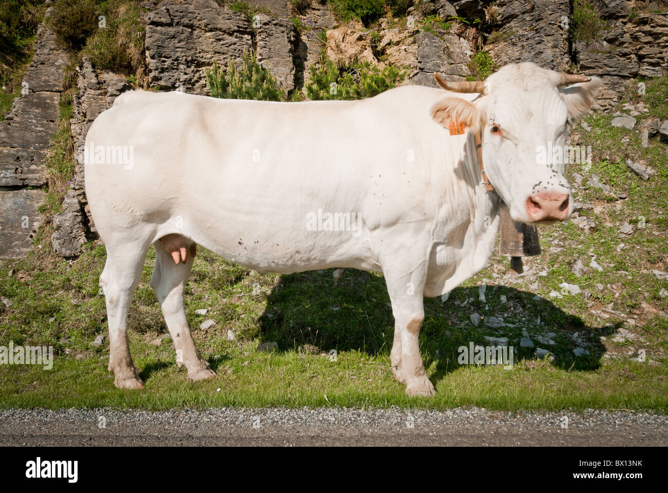 Cow with cowbell hi-res stock photography and images - Alamy