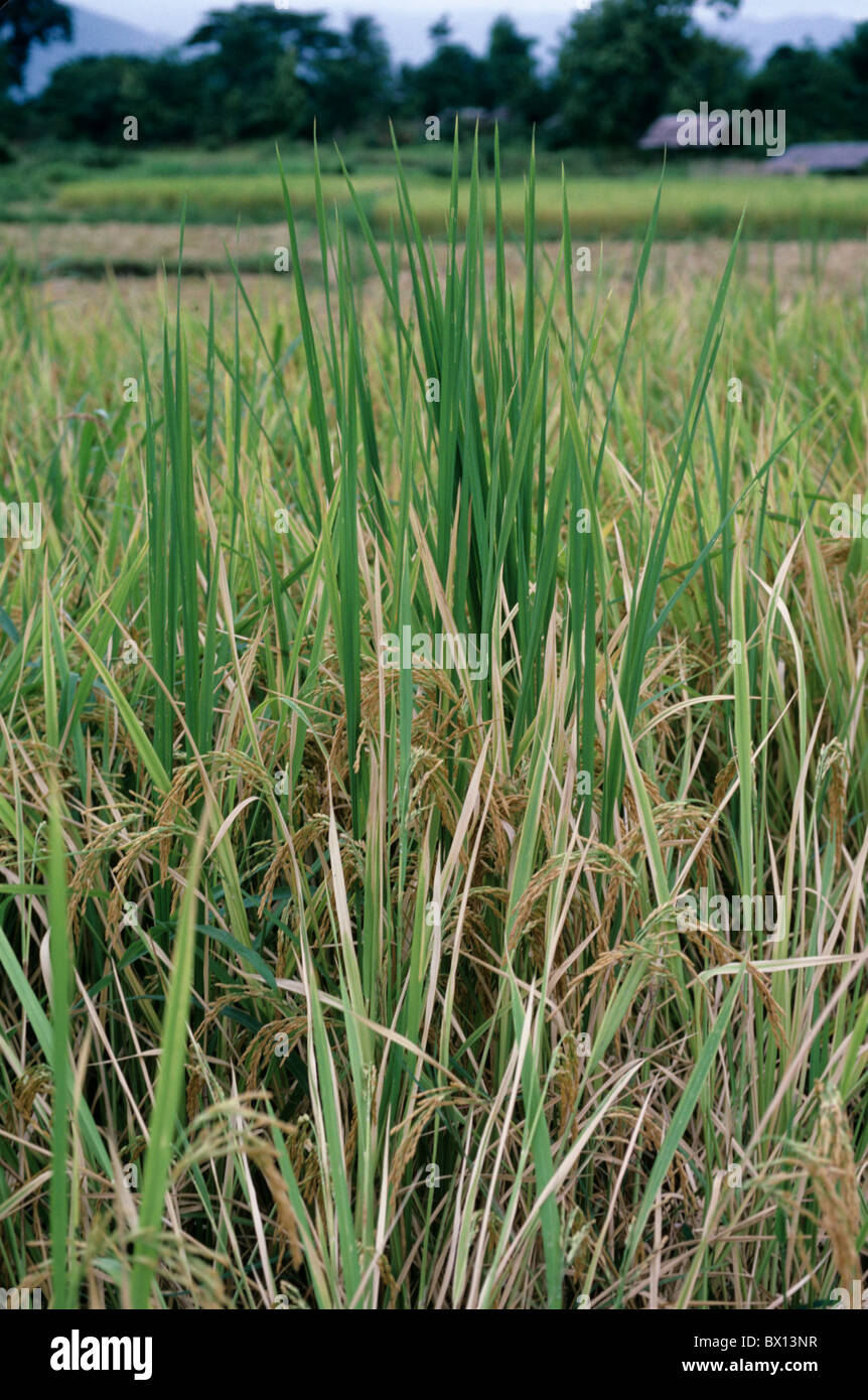 Rice crop disease hi-res stock photography and images - Alamy