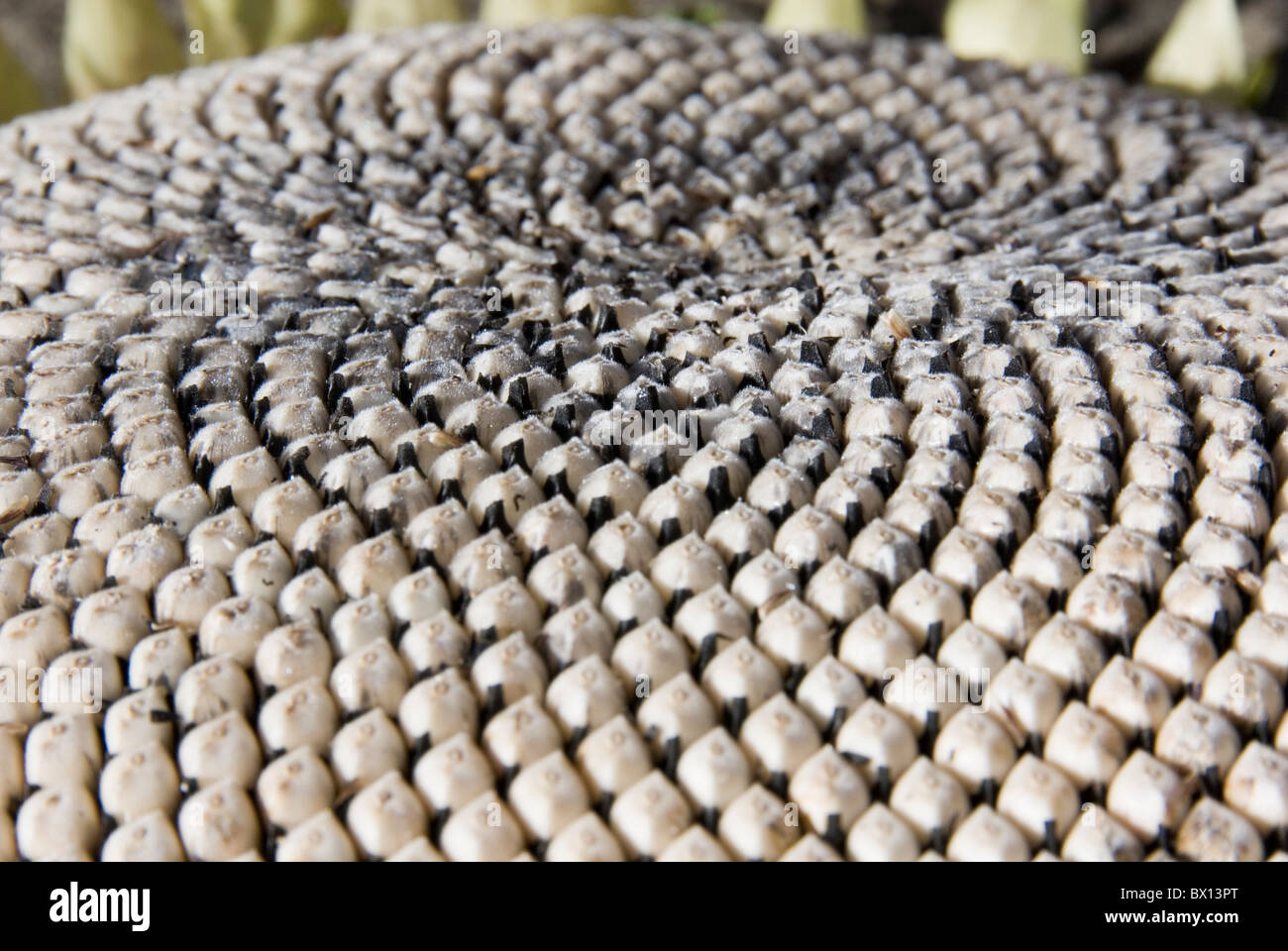 Natural Pattern of Seeds on a Sunflower Head, Background Stock Photo ...