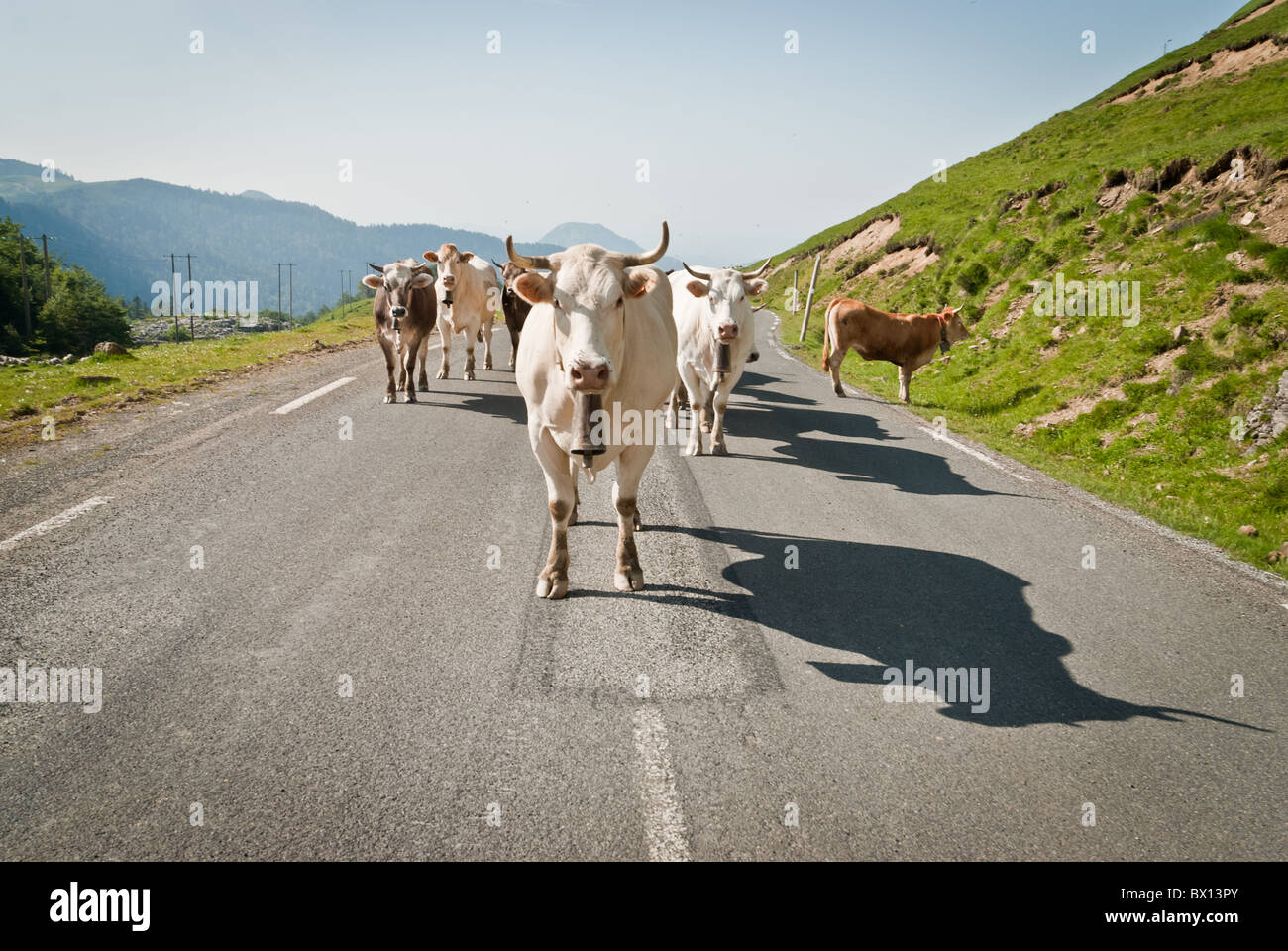 cows in road Stock Photo - Alamy