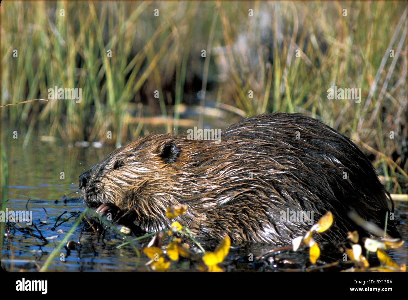 animal animals Castor canadensis North American beaver water Stock ...