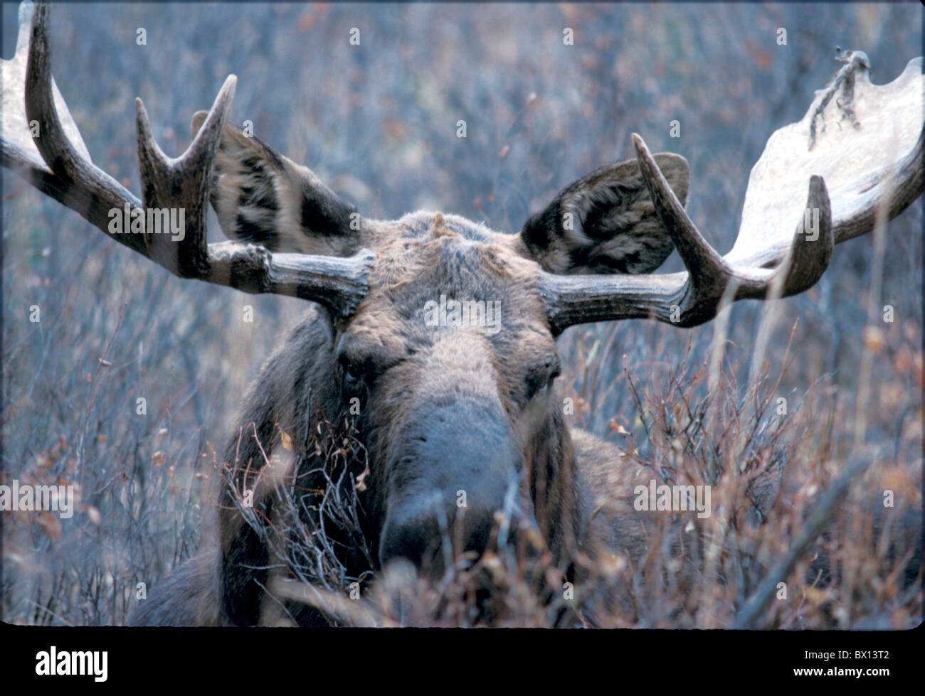 Alaska animal animals antlers Denali national park Elk Moose national ...