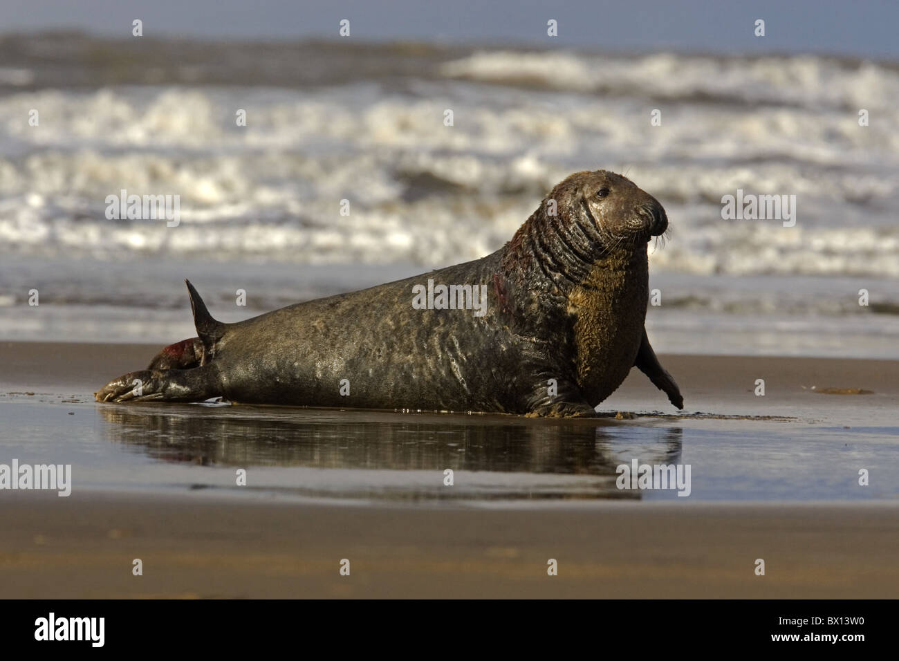 Sea bull hi-res stock photography and images - Alamy