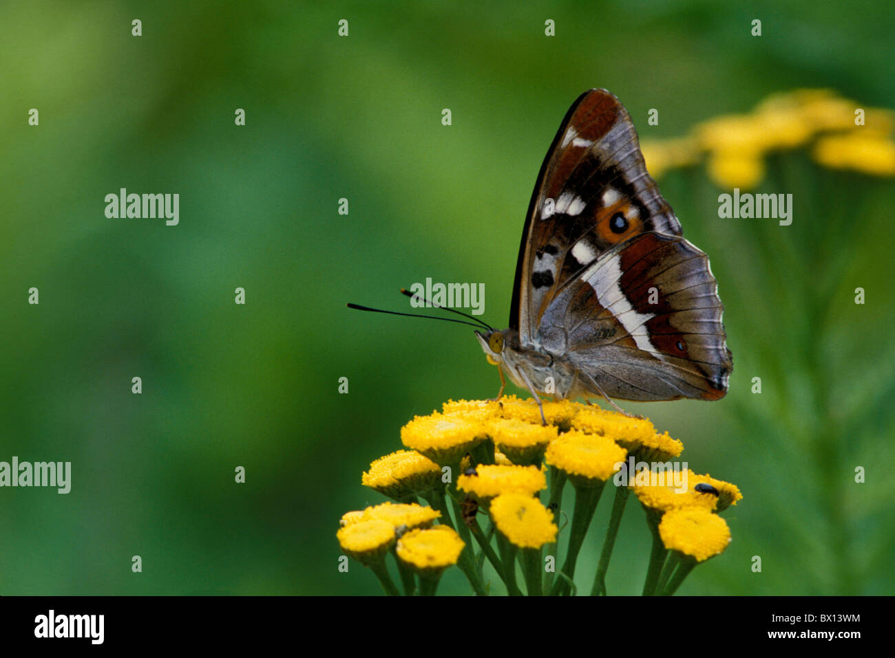 animal animals blossom Butterfly flowers insect Russia Siberia Stock ...