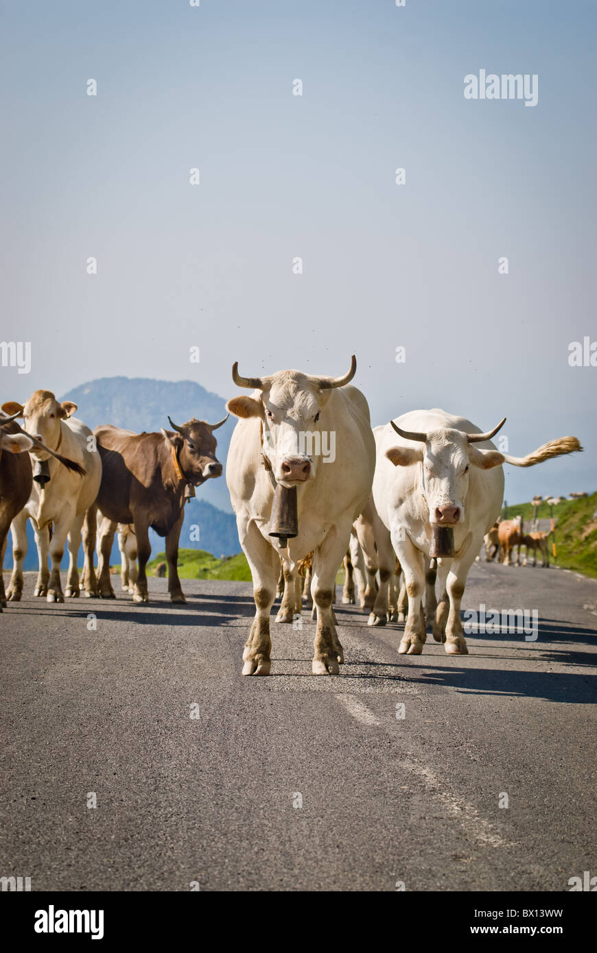 Cows in road Stock Photo - Alamy