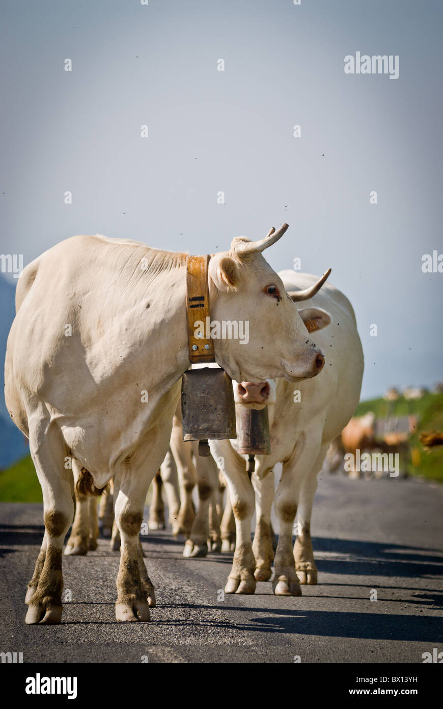Orad hi-res stock photography and images - Alamy