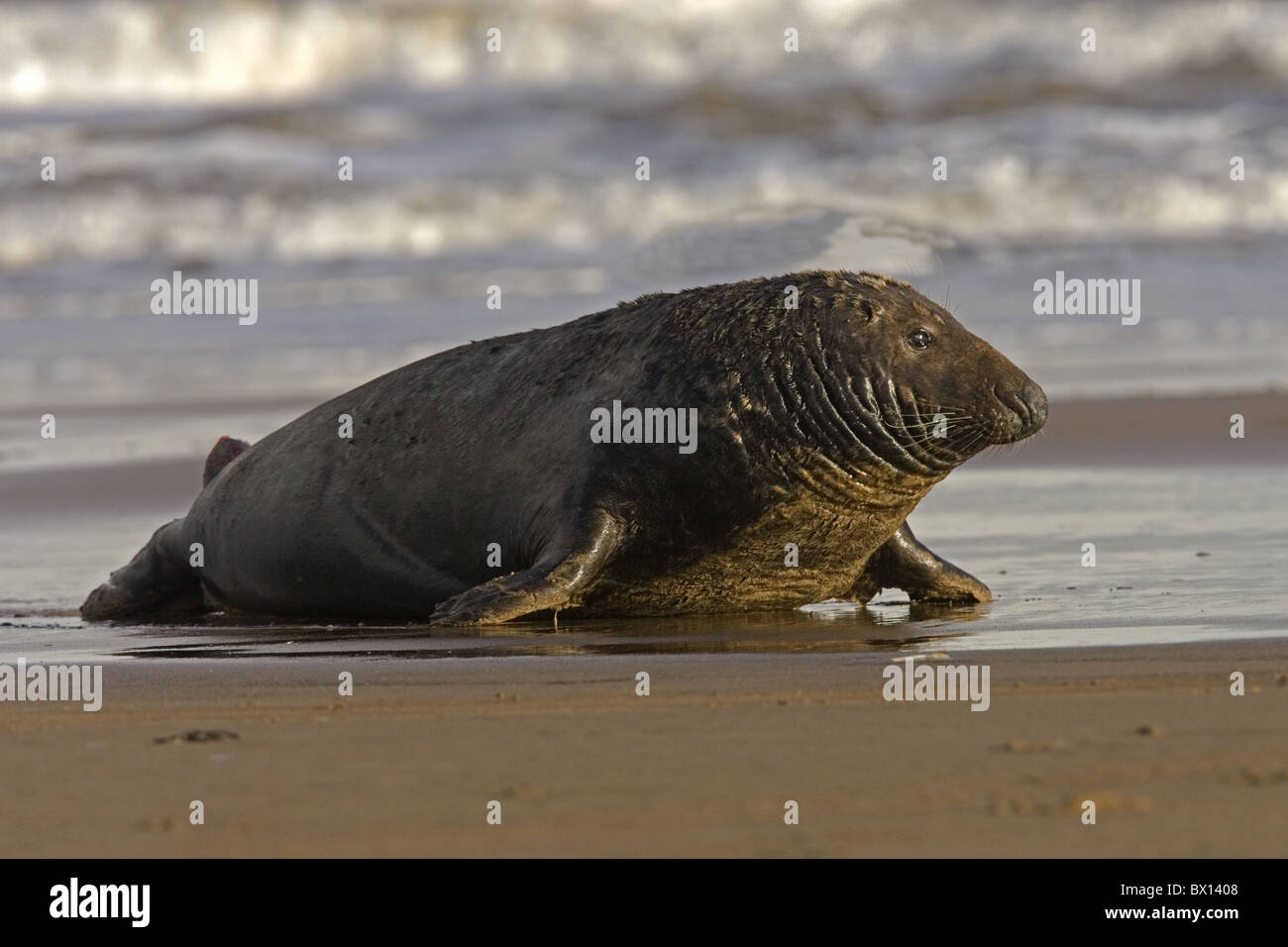 Grey seal bull coming out of sea Stock Photo - Alamy