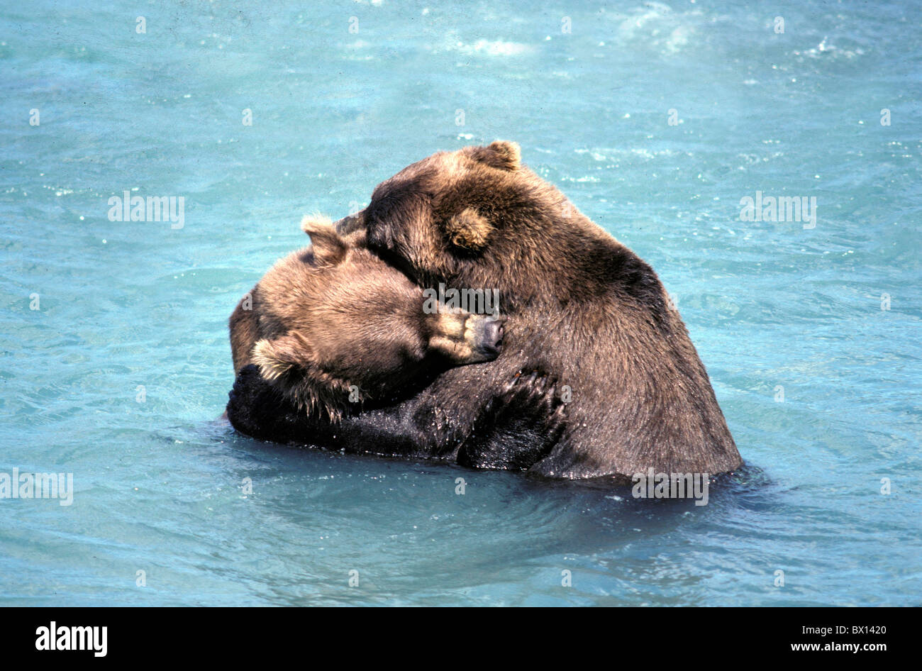 animal animals bear Bears fighting game play playing river two brown ...
