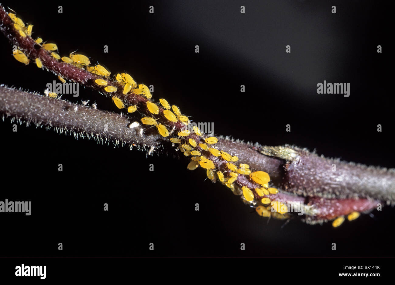 aphides pests insects lice plant wax flower Hoya carnosa animals animal ...