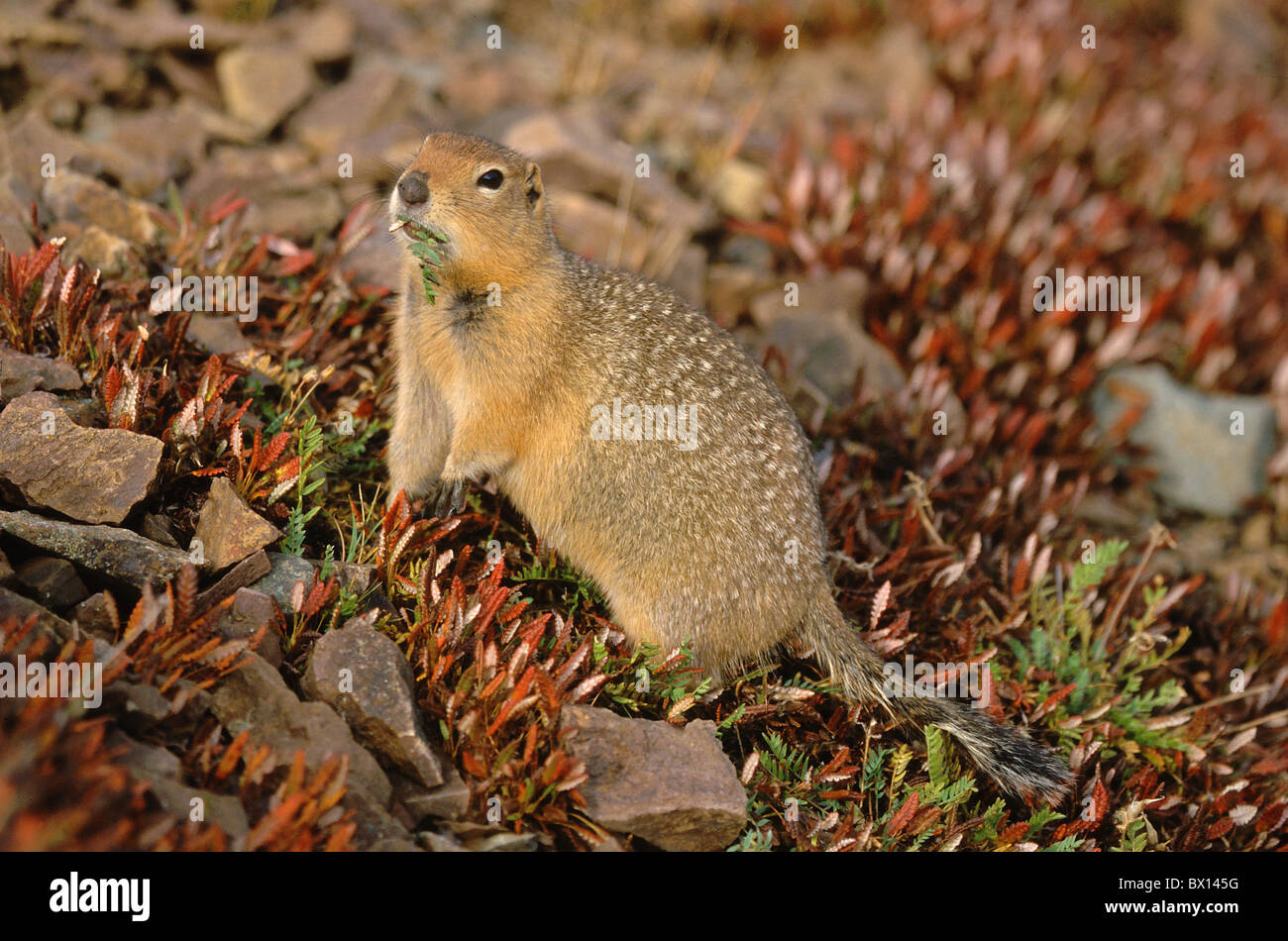 Alaska animal animals Arctic Ground Squirrel Arctic squirrel autumn ...