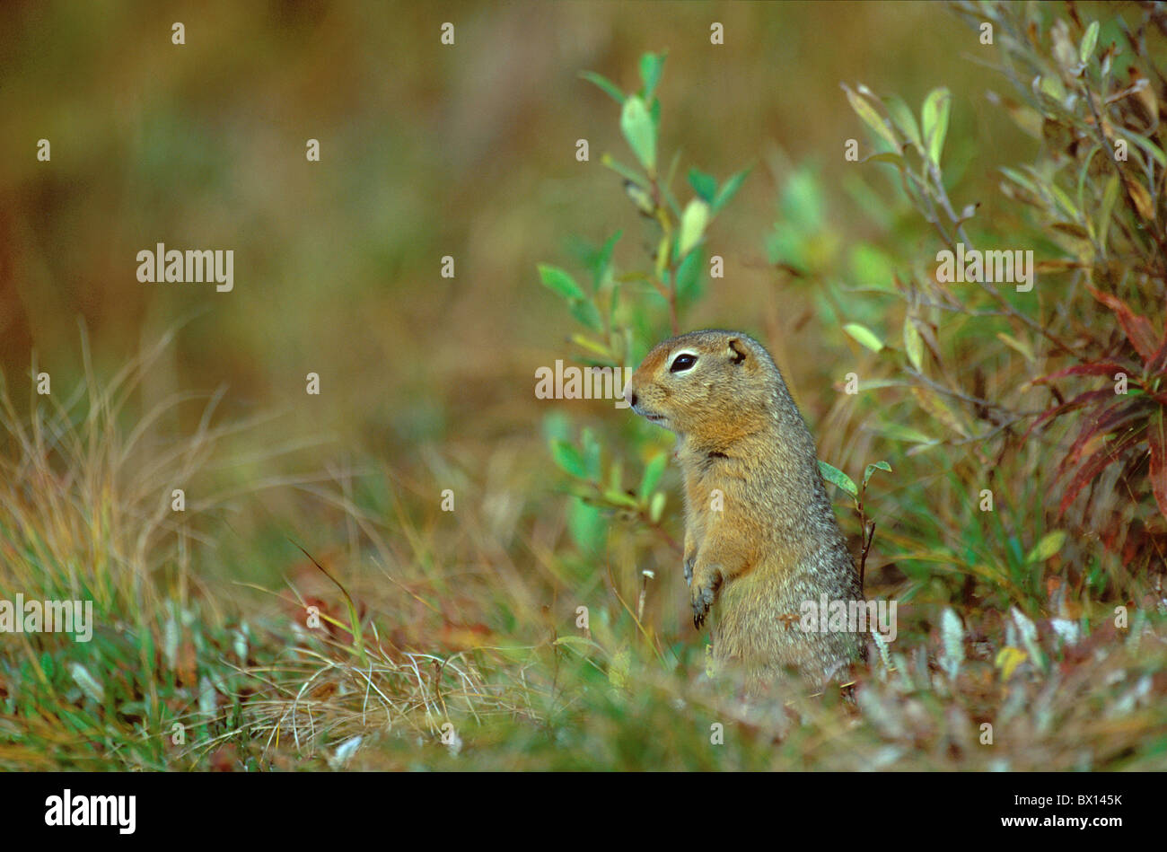 Alaska animal animals Arctic Ground Squirrel Arctic squirrel Denali ...