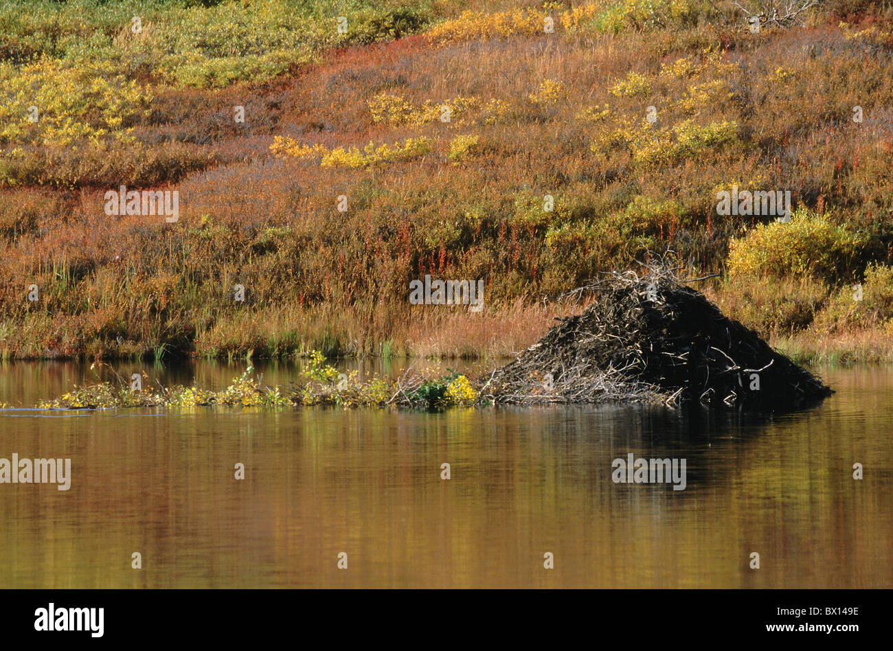 Alaska animal animals autumn beaver castle beaver`s lodge Canadian ...