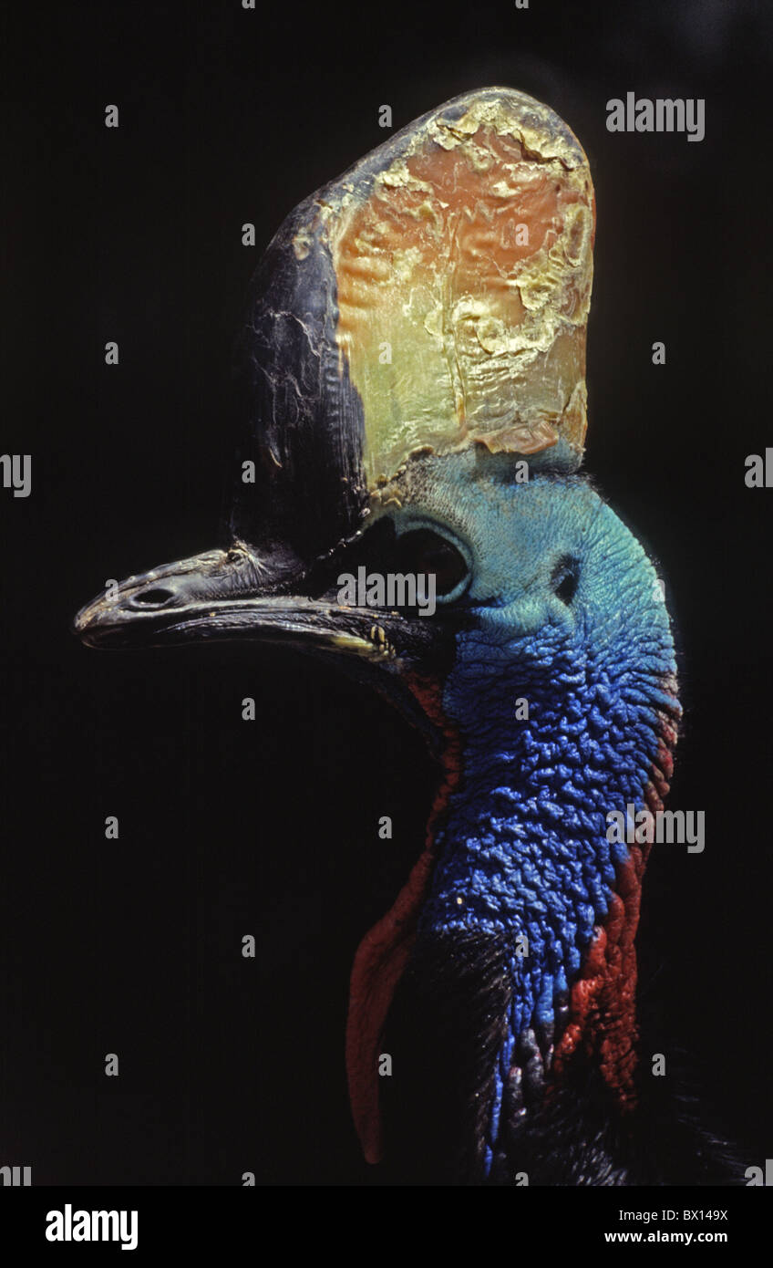 helmet cassowary Casuarius casuarius portrait profile head cassowary ...