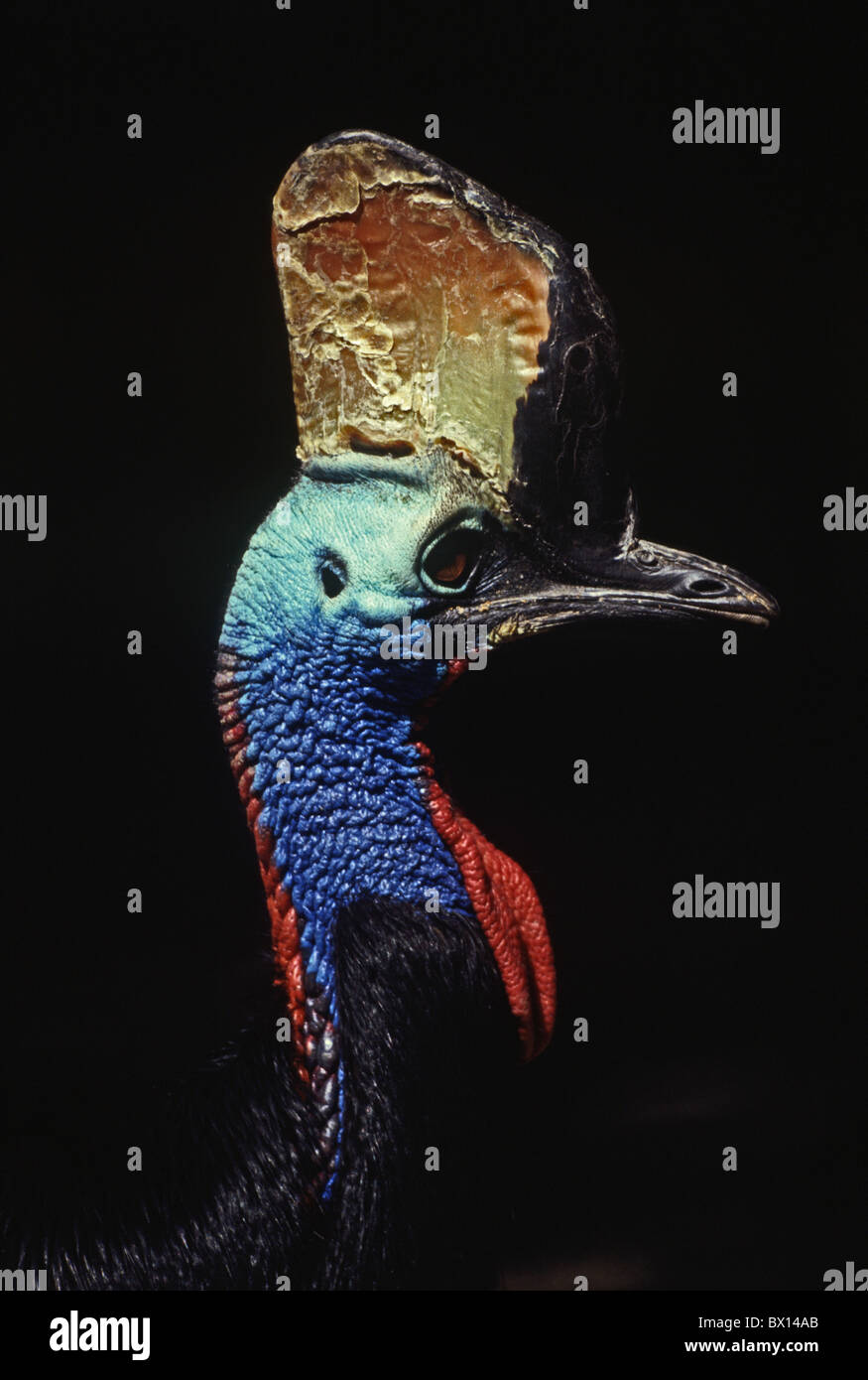Cassowary profile hi-res stock photography and images - Alamy