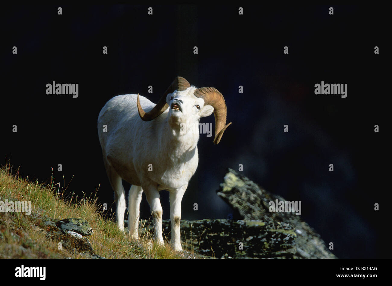 Alaska animal animals Dall sheep Denali national park flehmend goat ...