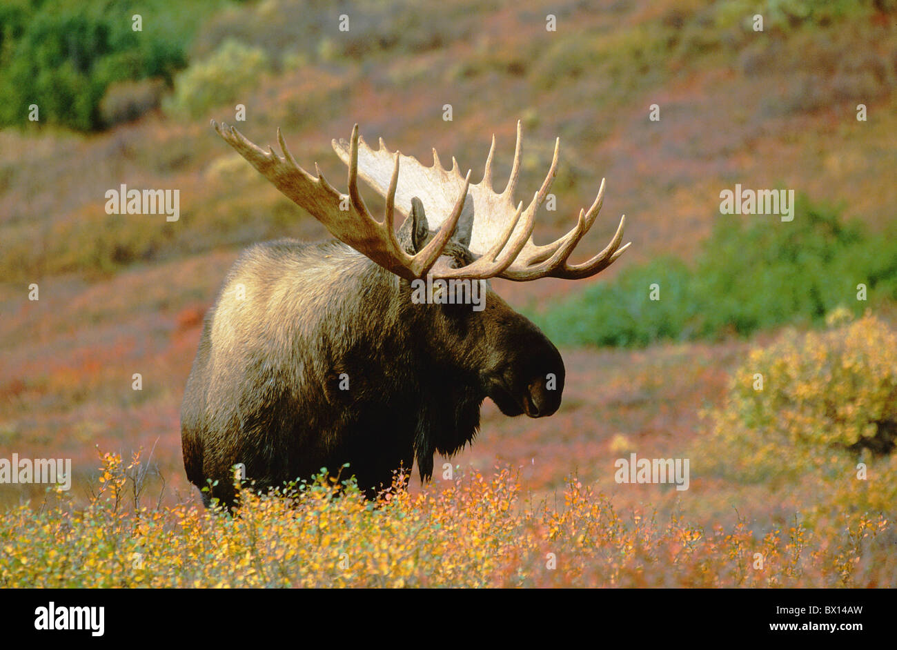 Alaska Alces alces animal animals antlers autumn bull Denali national ...