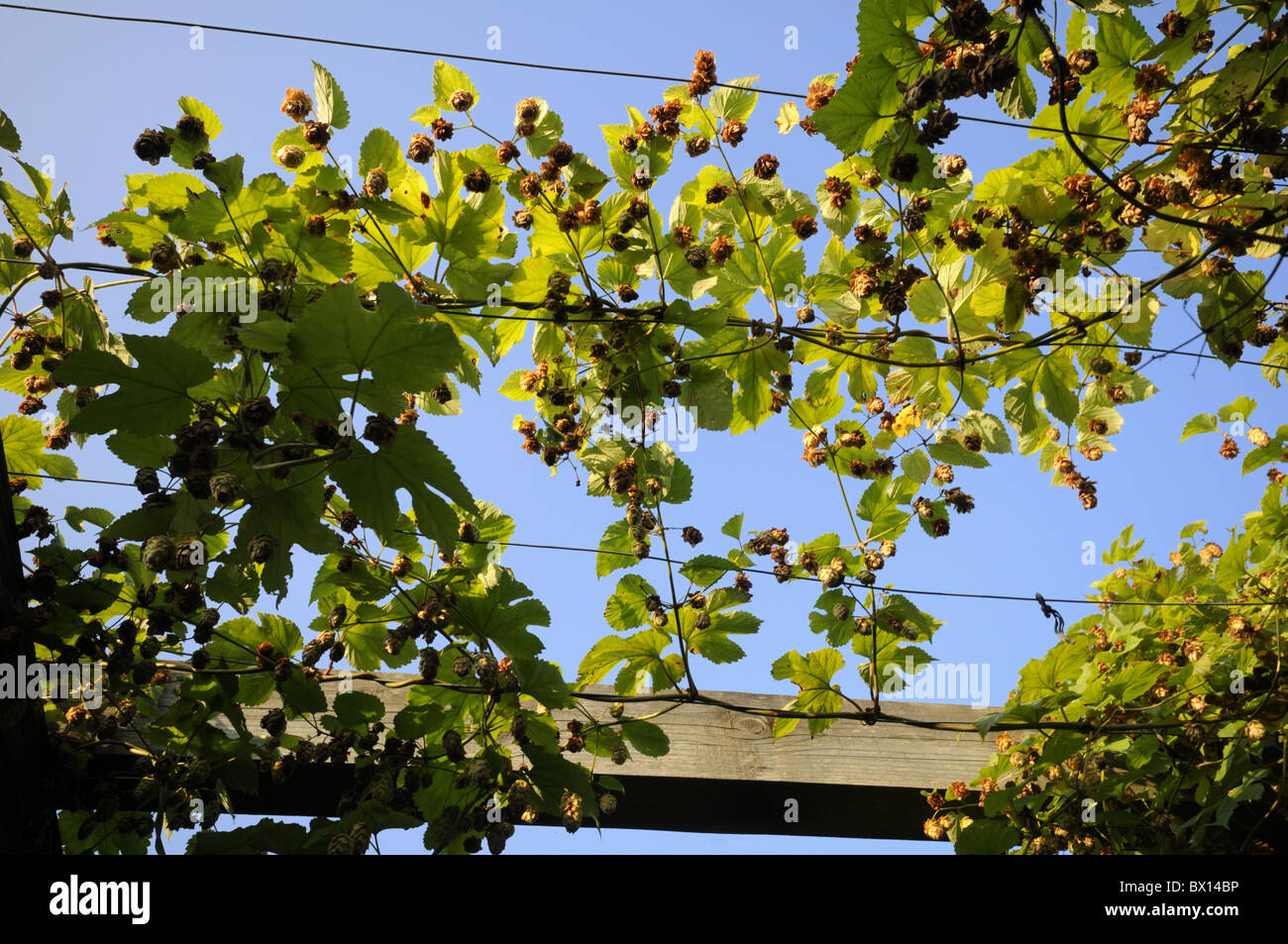 Hops (Humulus lupulus Stock Photo - Alamy