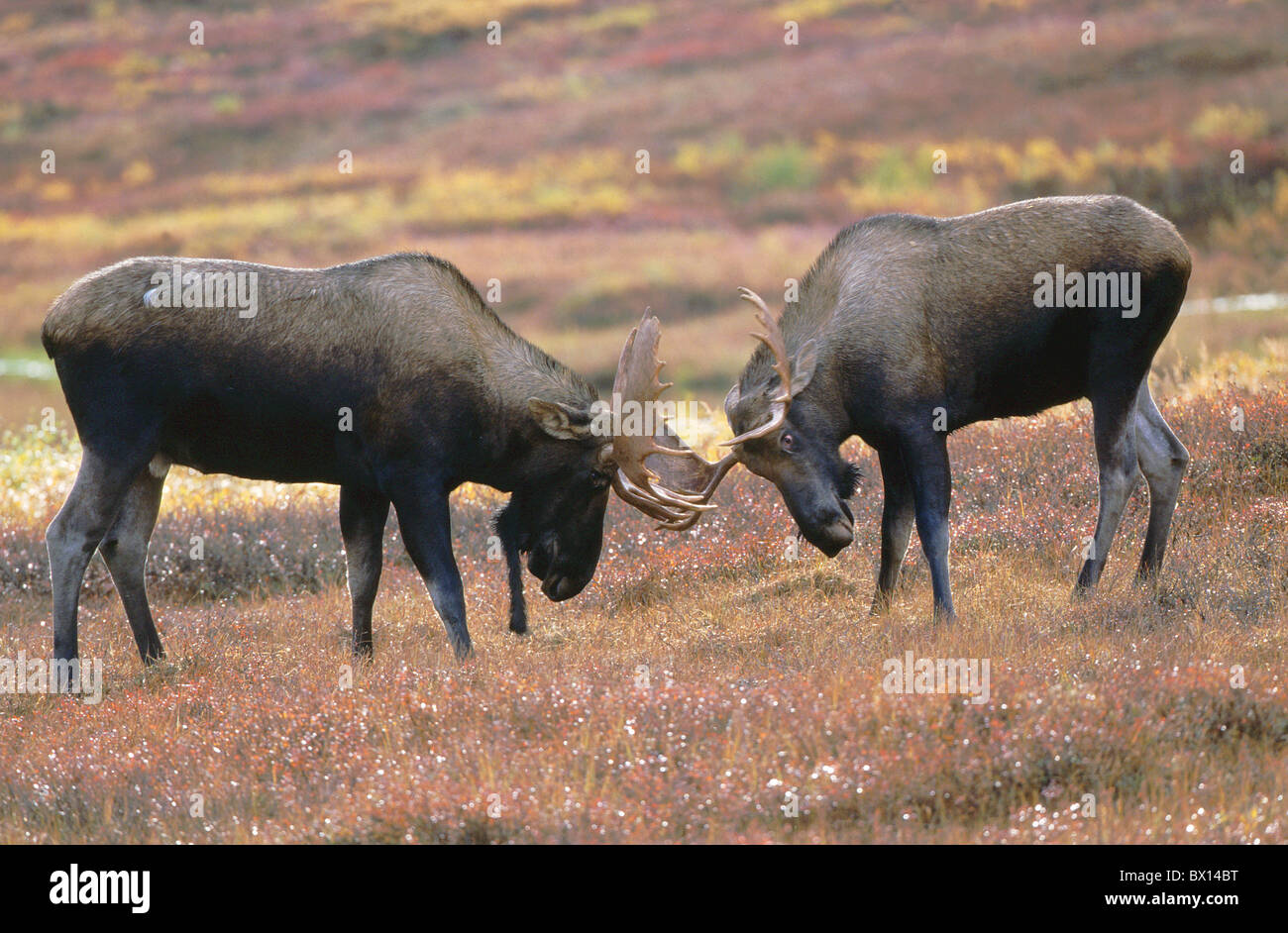 Alaska bull moose fighting hi-res stock photography and images - Alamy