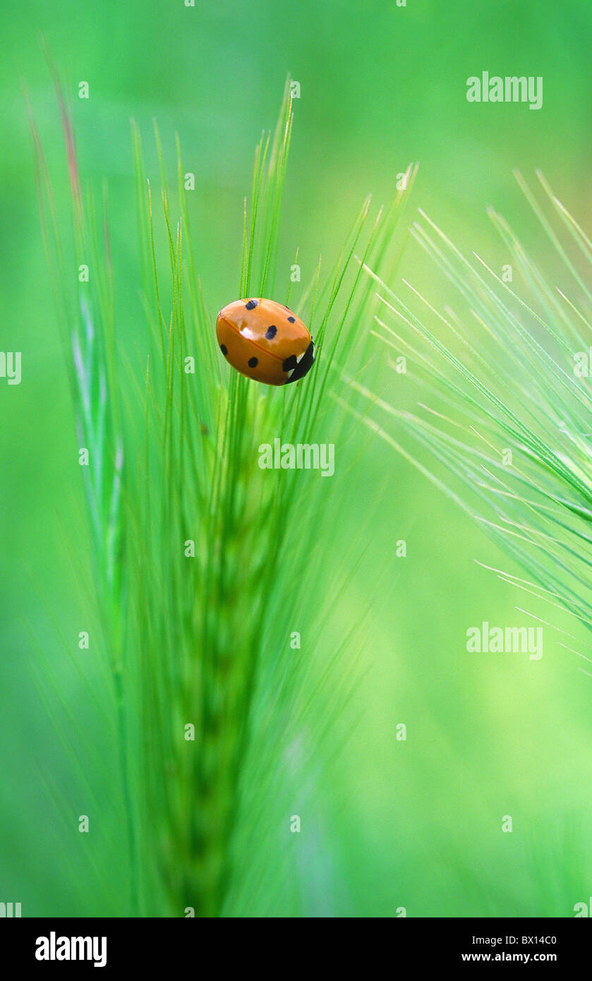 Seven points ladybugs hi-res stock photography and images - Alamy
