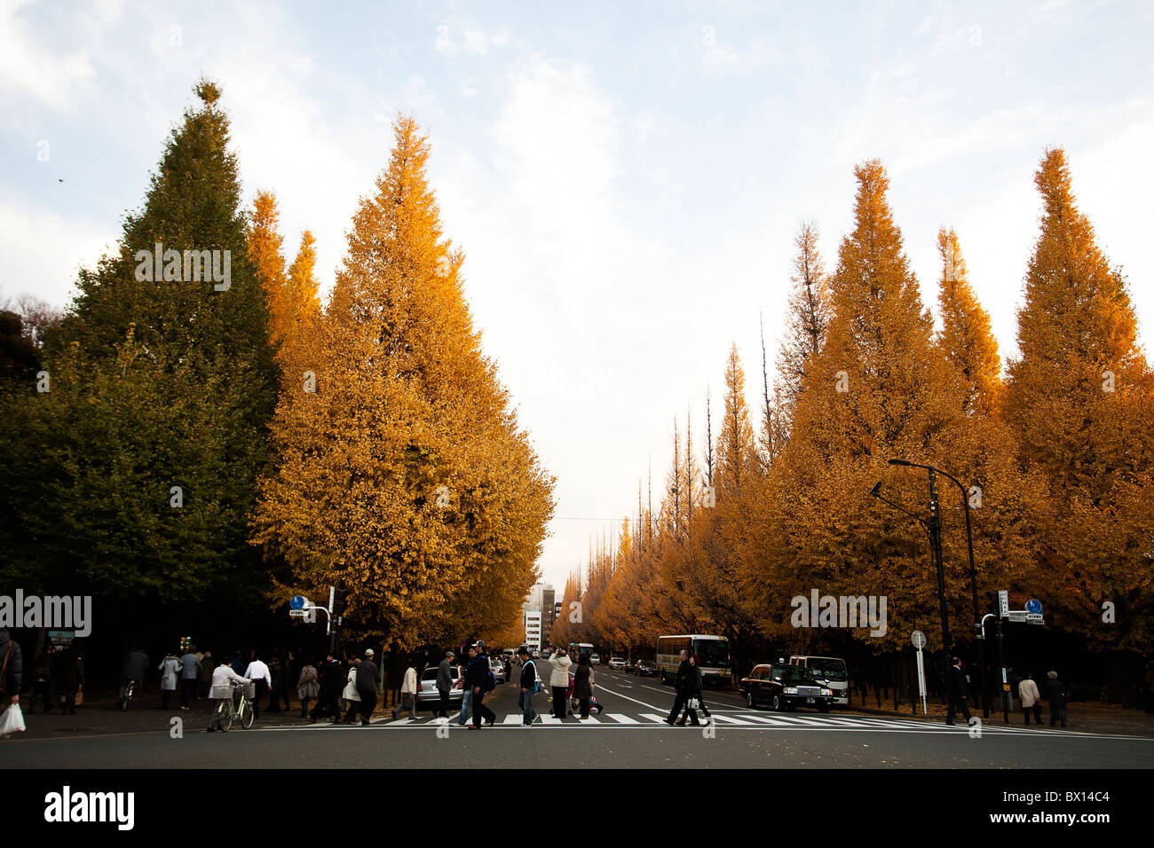 Ginkgo trees along Jingu Gaien Stock Photo - Alamy