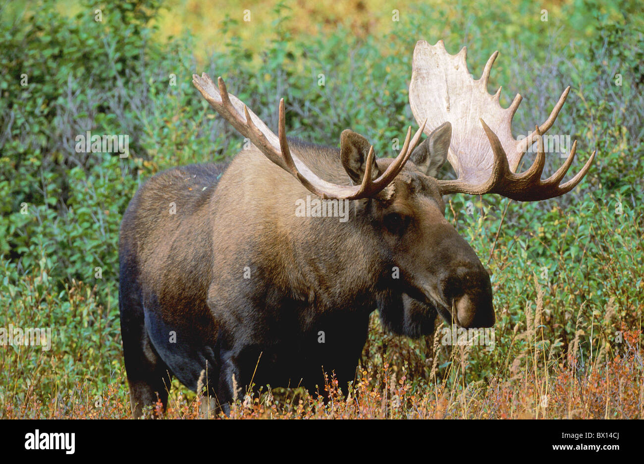 Alaska Alces alces animal animals antlers autumn bull Denali national ...