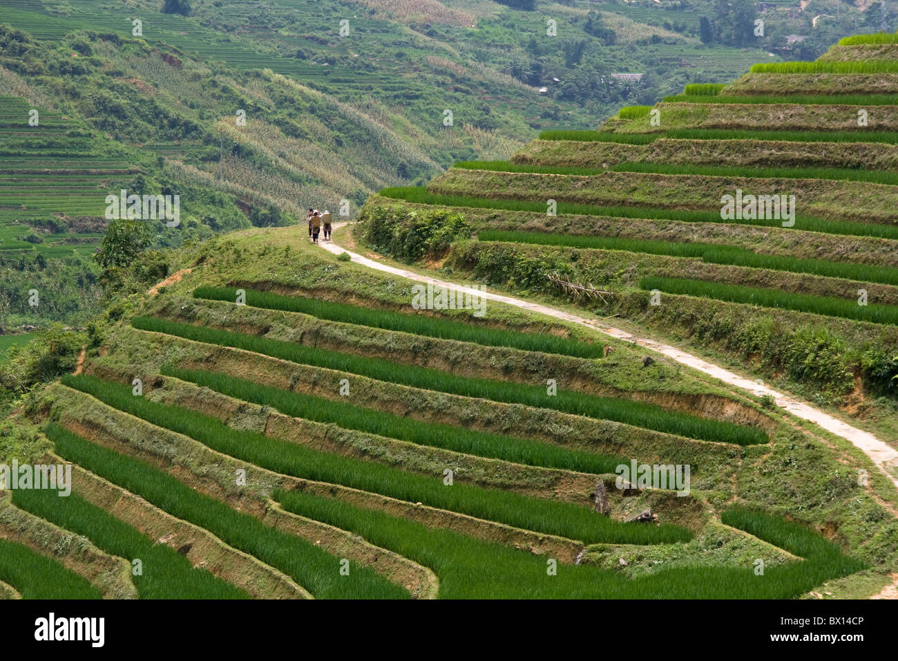 Traditional hill tribe farmers trek Sapa highland rice terraces Stock ...