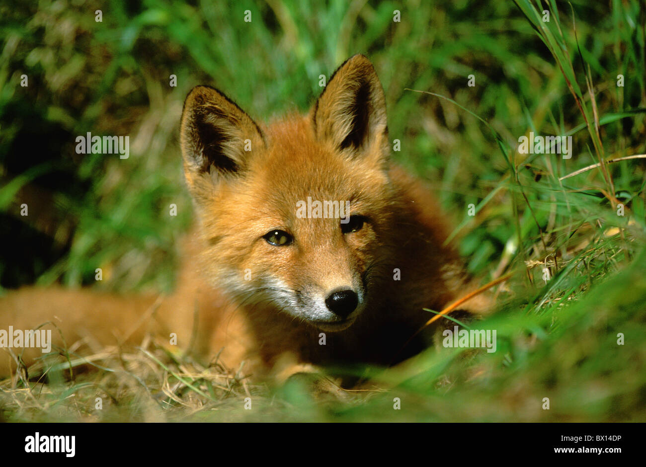 Alaska animal animals fox in the grass mammal new one portrait ...