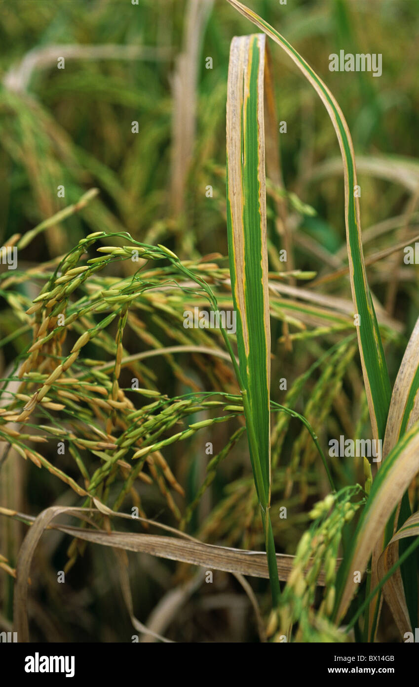 Rice crop disease hi-res stock photography and images - Alamy