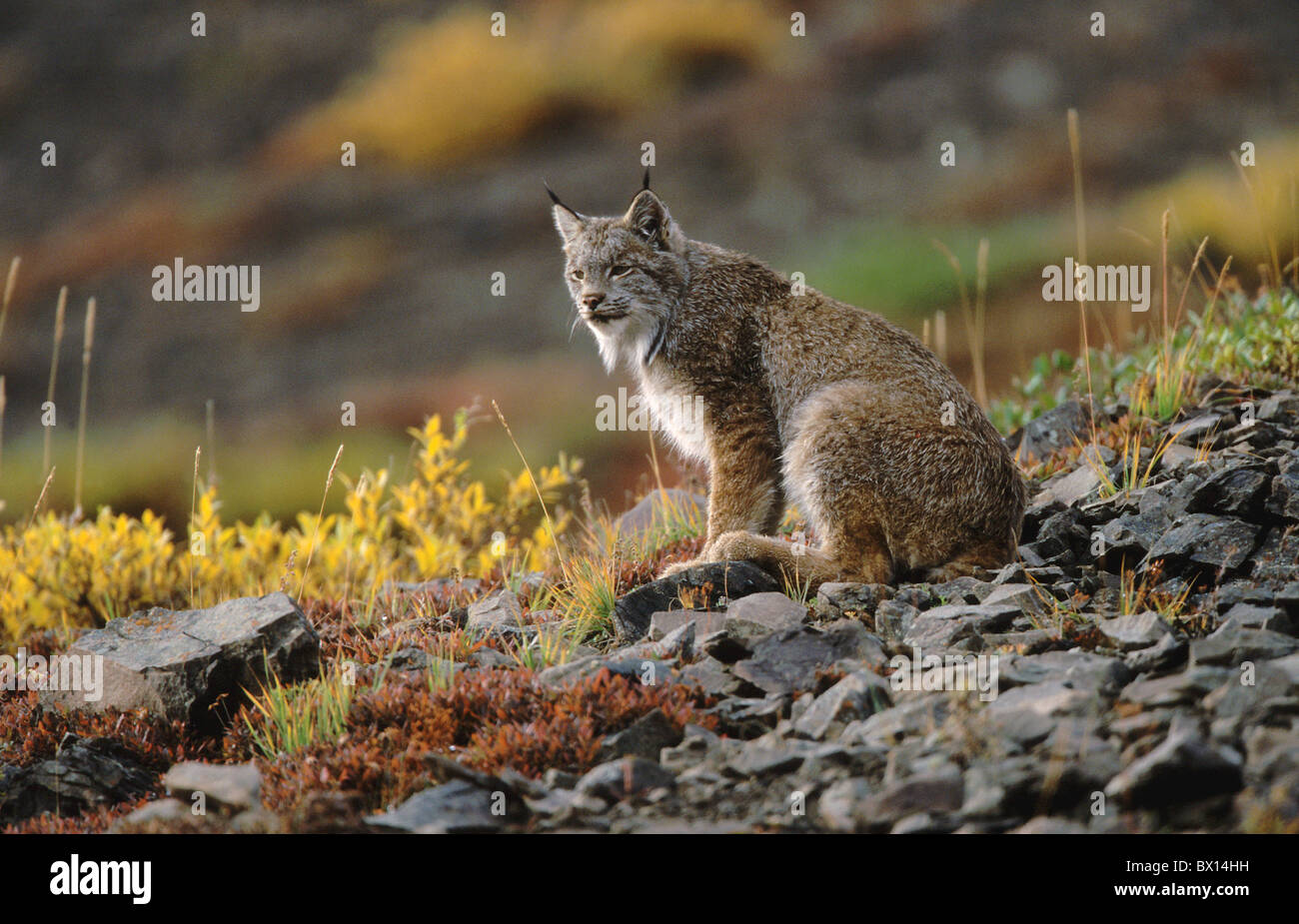 Alaska animal animals autumn Canadian lynx Denali national park in ...