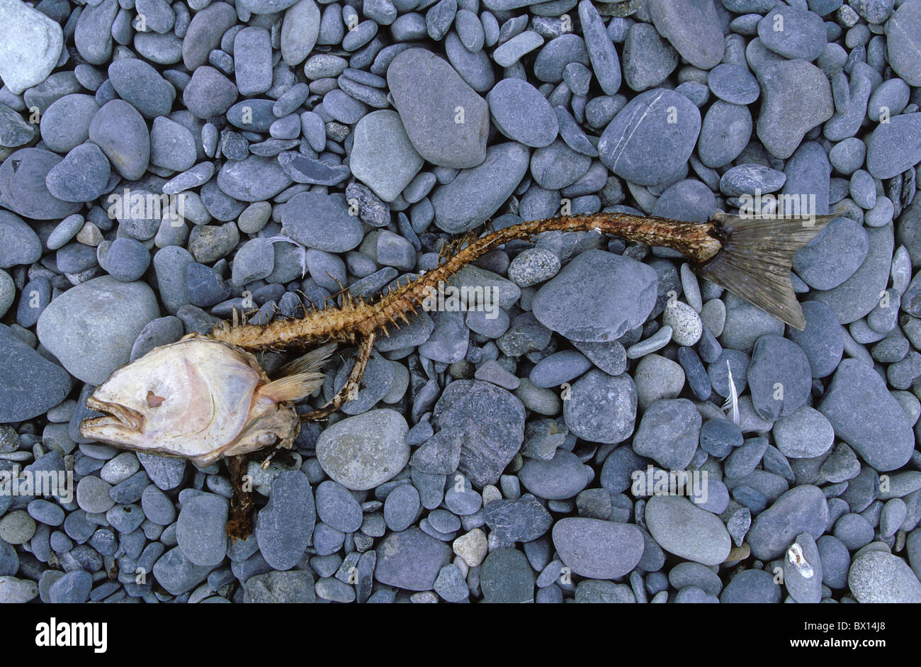 Alaska Anchor Point animal animals aquatic soiling environment ...