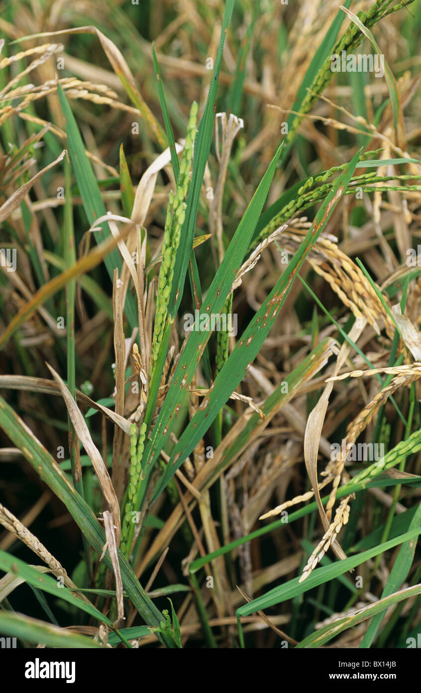 Rice leaf blast (Pyricularia grisea) lesions and damage on rice crop in ...