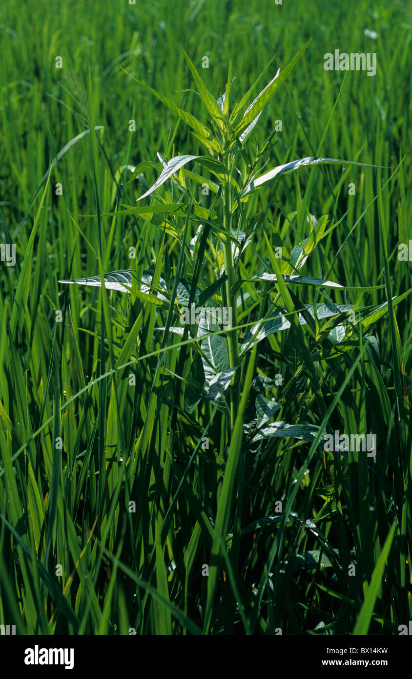 Ludwigia hi-res stock photography and images - Alamy