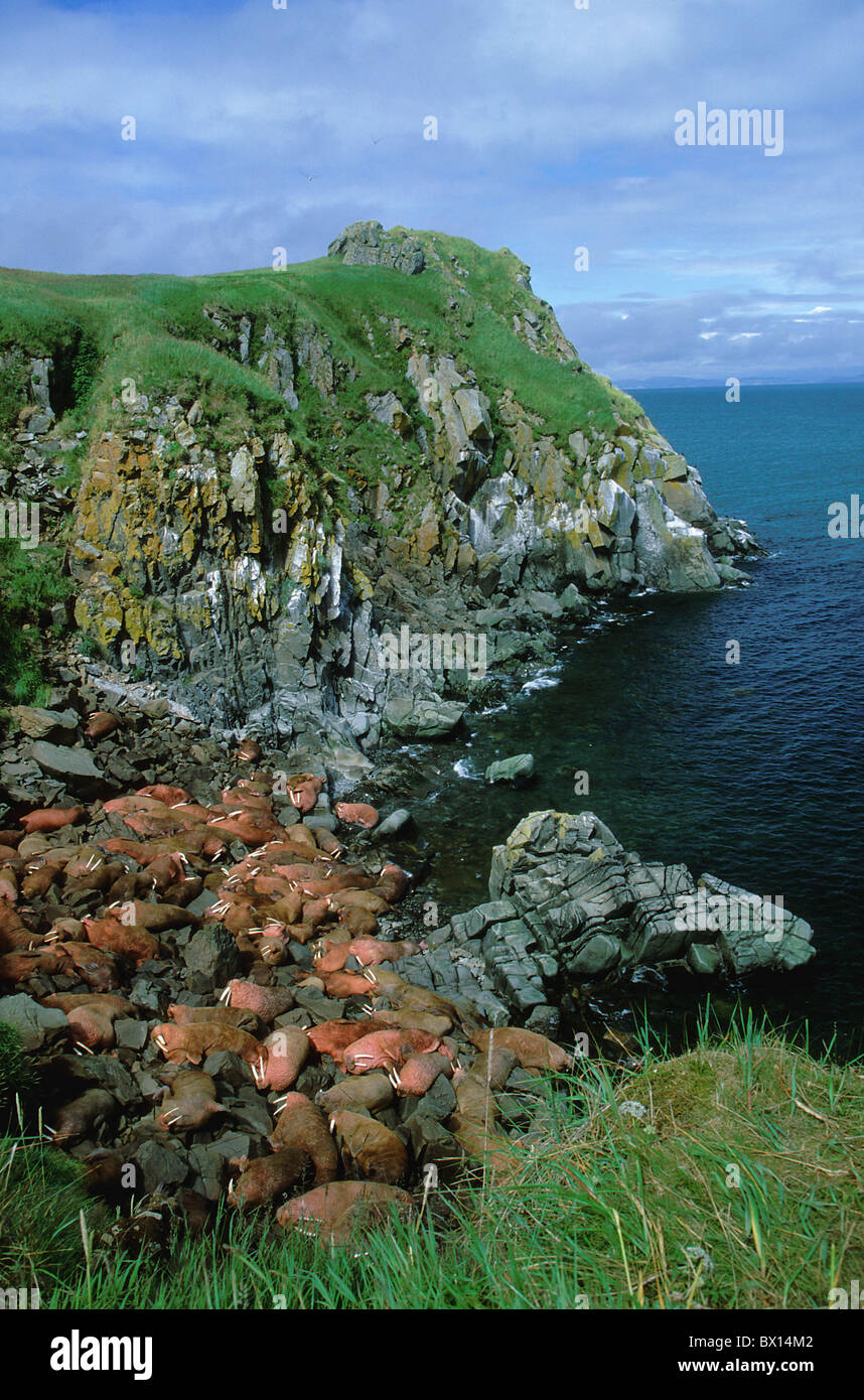 Alaska amount animal animals beach bull cheers coast colony crowd Haul ...