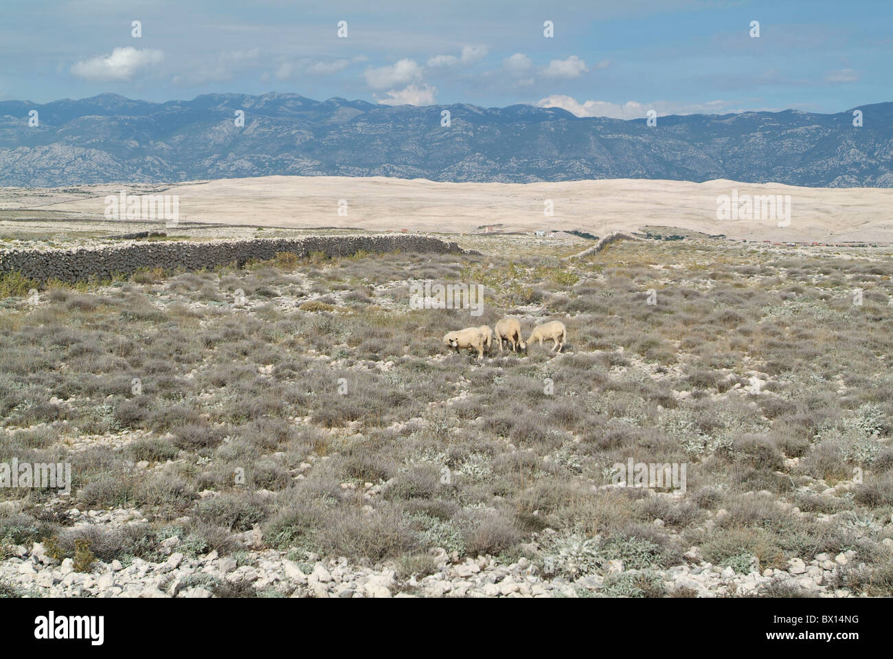 Pag island sheep hi-res stock photography and images - Alamy