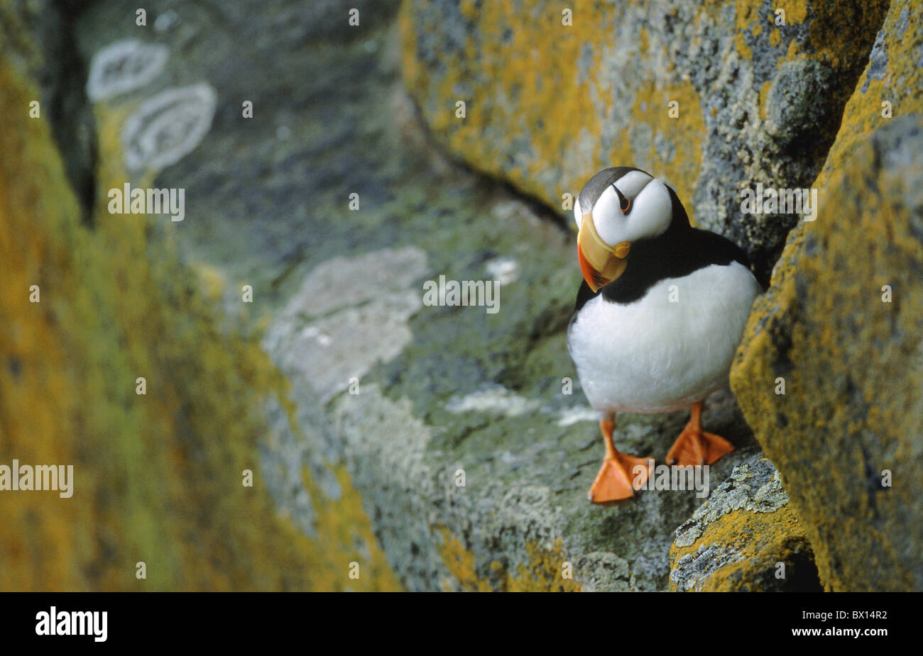 Lichens birds hi-res stock photography and images - Alamy